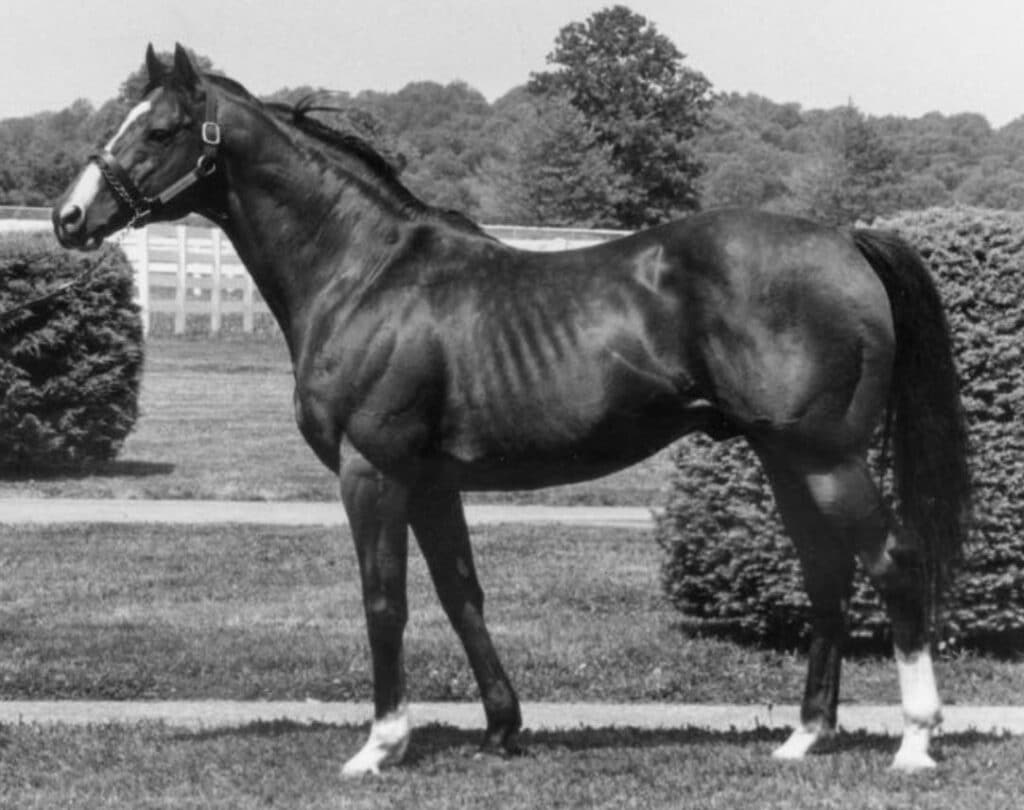 Northern Dancer – Champion Canada Race Horse